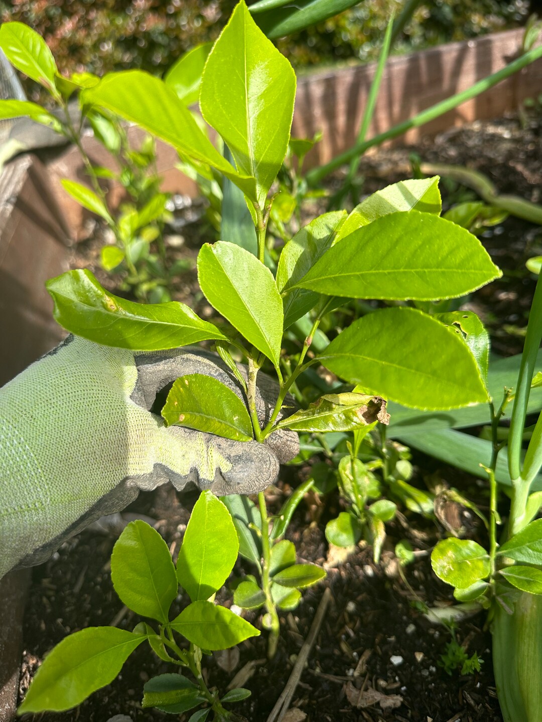 Lemon Trees (2) 1-years Old! Seedling Trees! 2-pack!! These Are Live ...