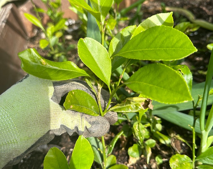 Lemon Trees (2) 1-years Old! Seedling Trees! 2-pack!! These Are Live ...