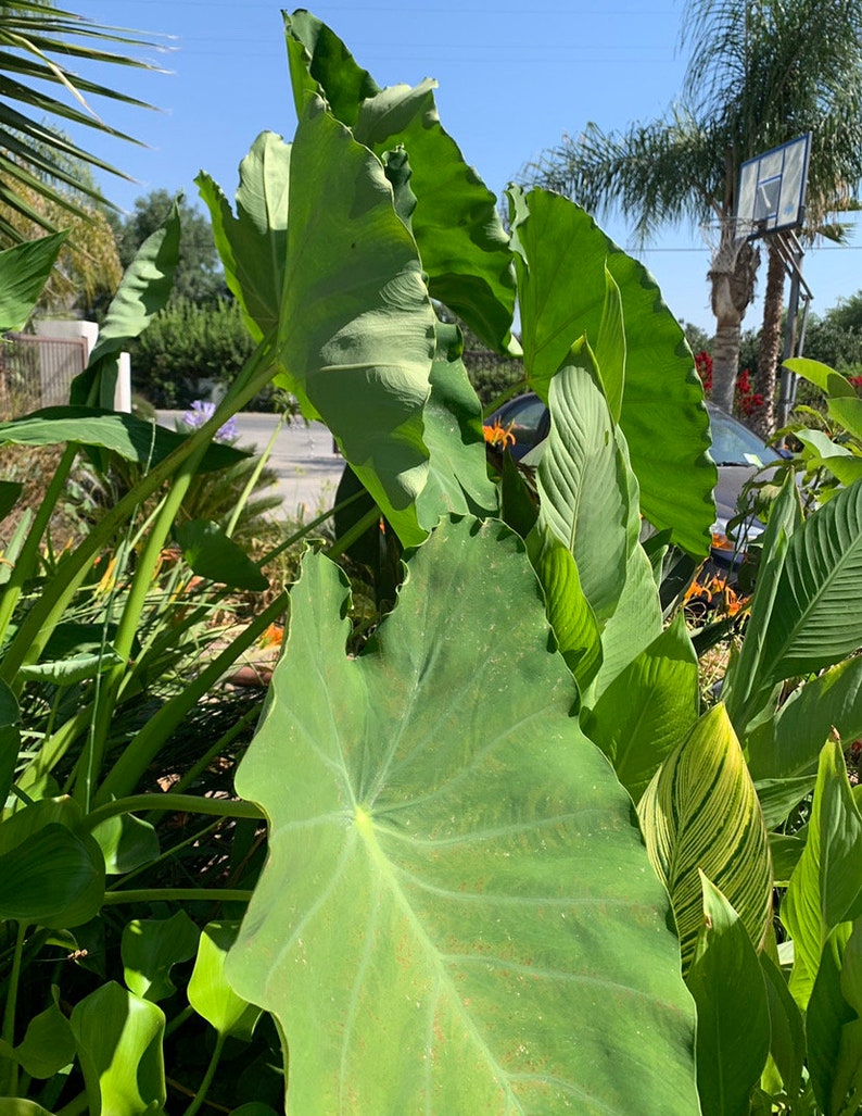 Elephant Ear Bulbs 3-pack Sprouted Pond Plants Water Garden - Etsy