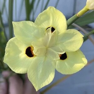 Yellow Wild Iris, Dietus Bicolor Fortnight Lily LARGER Bulbs Tubers 5 ...