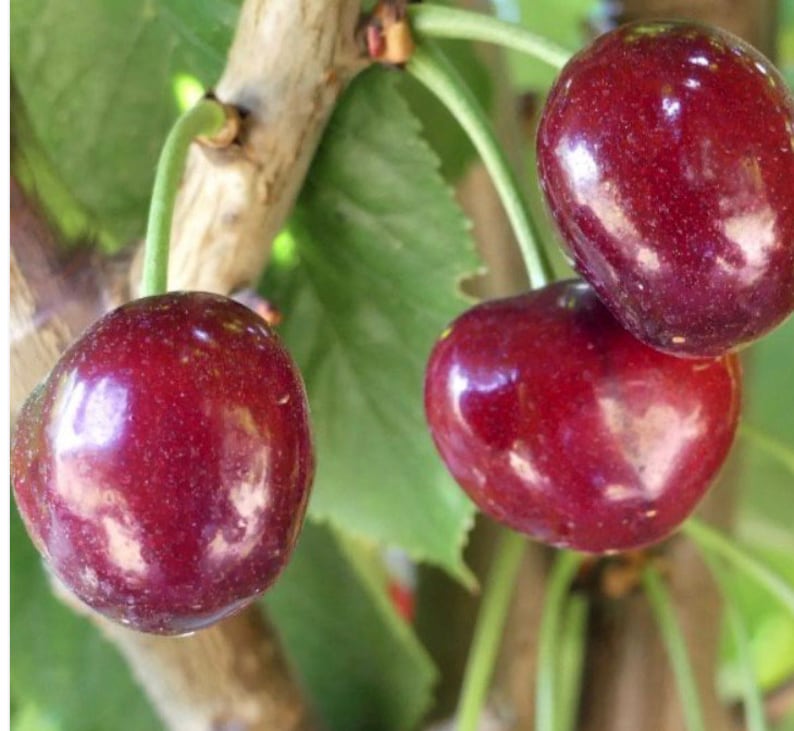 Cherry Tree (3) Cuttings/scions- 3 Pack - Etsy