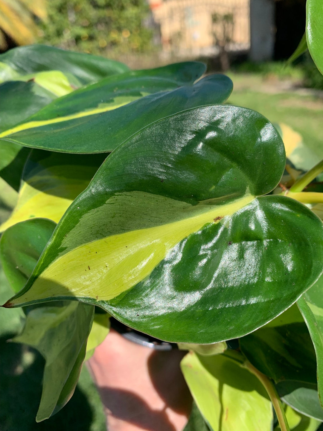 Philodendron Brasil Variegated Houseplant 3-pack or Single Leaf/node ...
