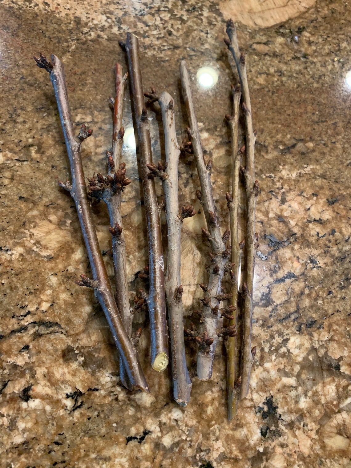 Cherry Tree (3) Cuttings/scions- 3 Pack - Etsy