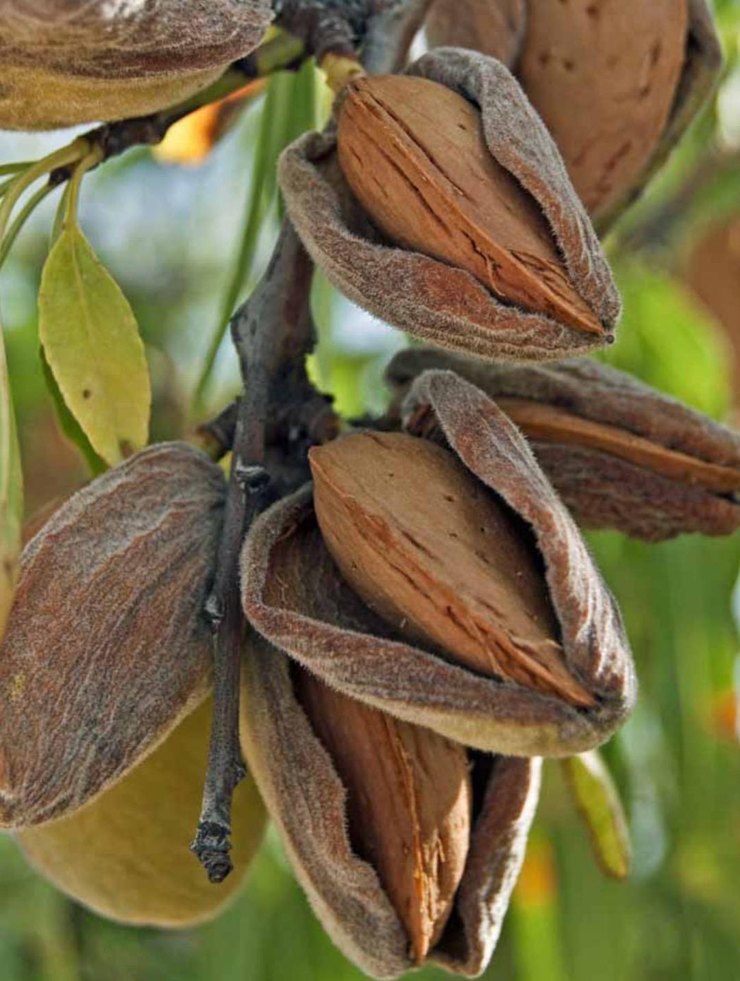 Semi-dwarf Almond Seedling Trees, 2-pack, Live Rooted Baby Trees - Etsy