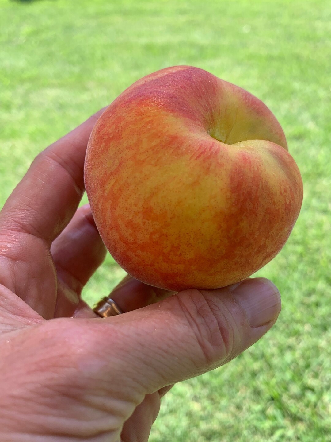 Fuji Apple (3) Cuttings/scions- 3 Pack - Etsy