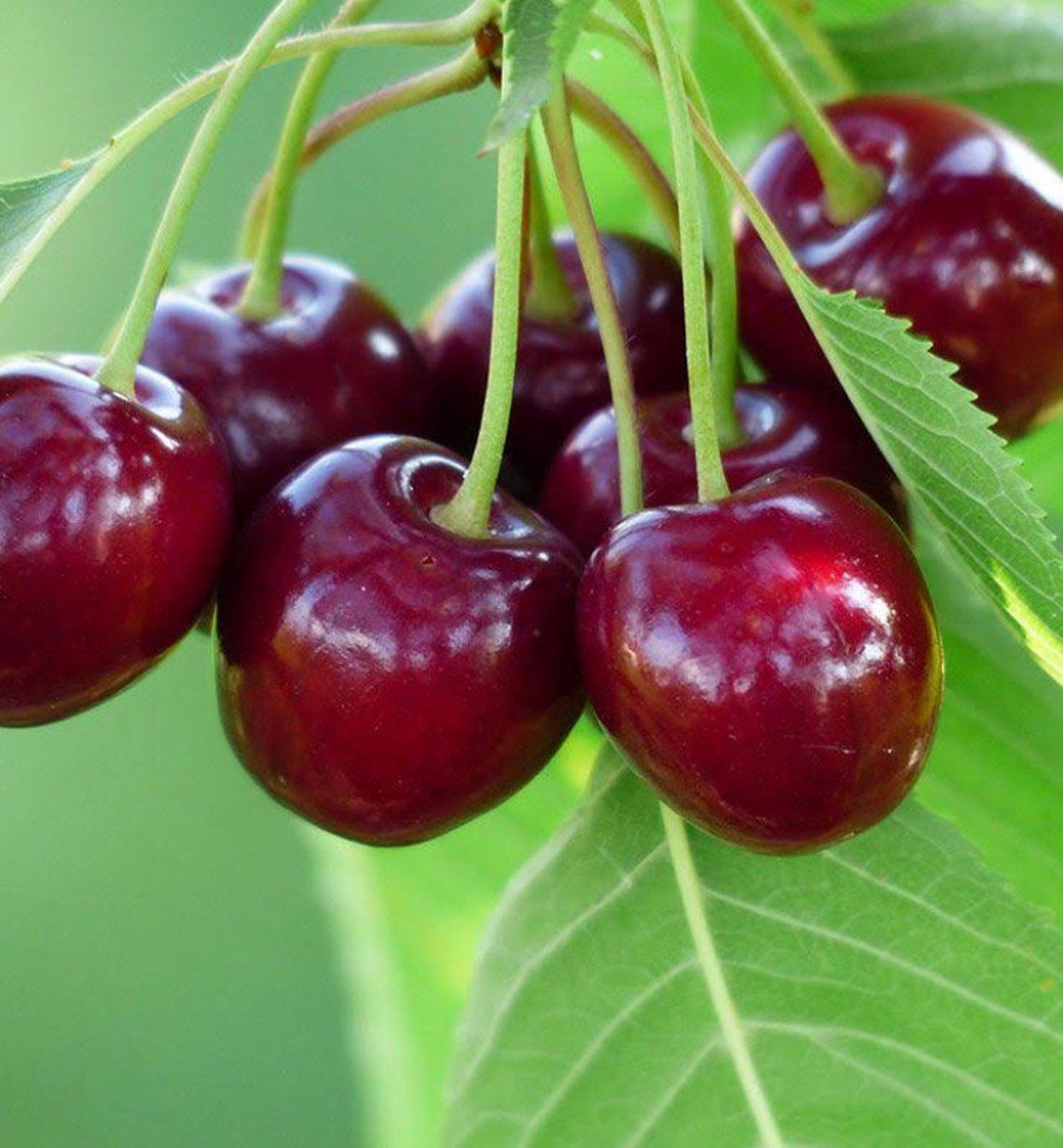 Cherry Tree (3) Cuttings/scions- 3 Pack - Etsy