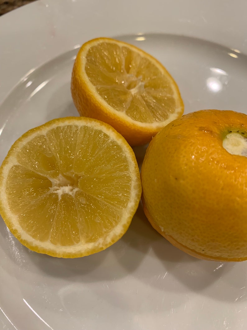 Sweet Lime 12 Tree Seeds 12 Pack of Citrus Seeds - Etsy