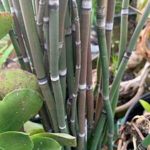 Horsetail Reed, Water Garden, Pond Plants (4) Rooted!- 4 Pack - Etsy