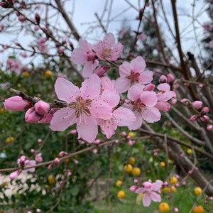 Dwarf Donut Peach Tree 3 Cuttings/scions for Rooting Your Own Donut ...