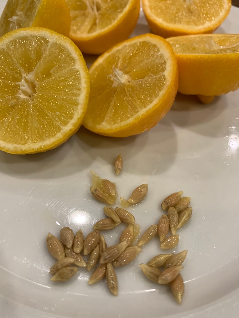 Sweet Lime 12 Tree Seeds 12 Pack of Citrus Seeds - Etsy