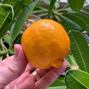 Sweet Lime (12) Tree Seeds- 12 Pack of Citrus Seeds - Etsy