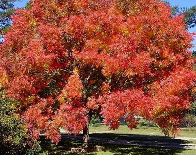 Chinese Pistache Tree (4) Cuttings/scions- 4 Pack OR GROW FROM 20 Seed ...