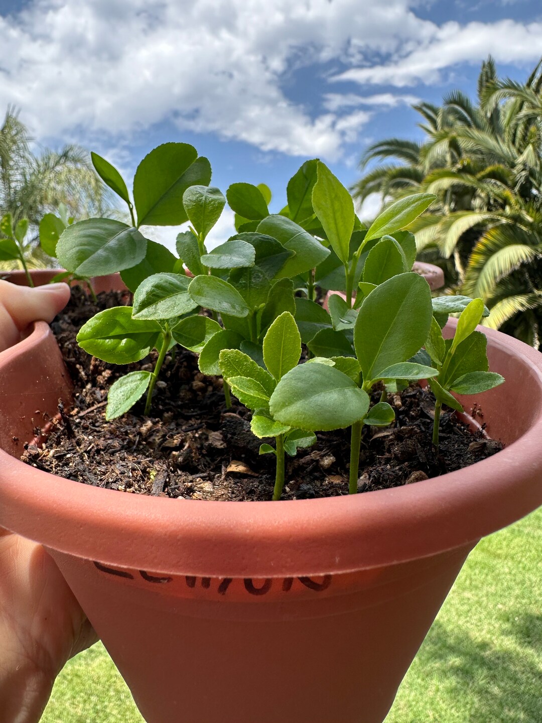 2 Lemon Trees! Seedling Trees! 2-pack!! These Are Live, Rooted Baby ...