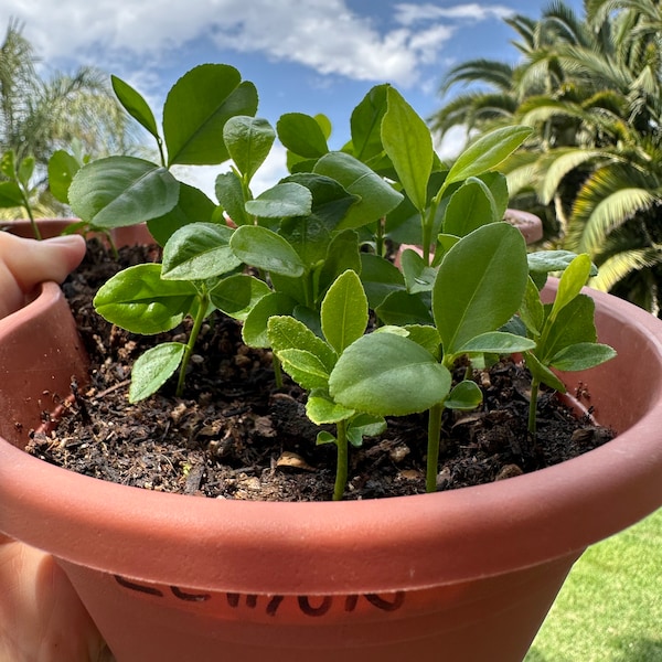 Tree Seedling - Etsy