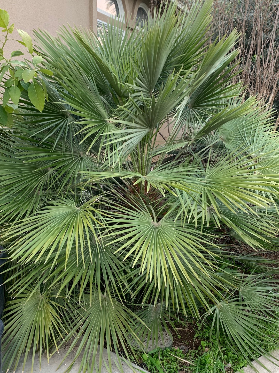 European Fan Palm Tree (2-pack), Dwarf Cold-hardy Patio Tropical Palm ...