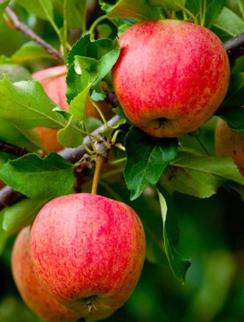 Fuji Apple (3) Cuttings/scions- 3 Pack - Etsy