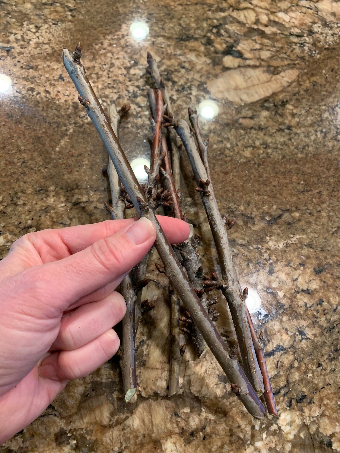 Cherry Tree (3) Cuttings/scions- 3 Pack - Etsy