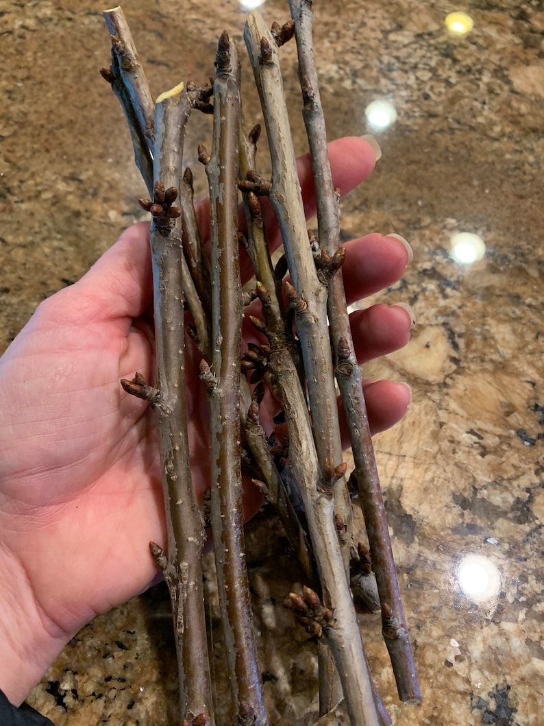 Cherry Tree (3) Cuttings/scions- 3 Pack - Etsy