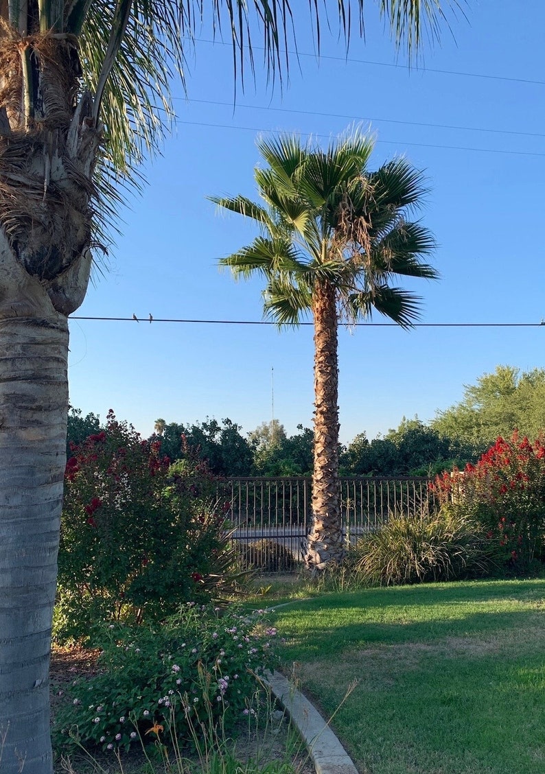 Mexican Palm Tree (2-pack), Patio Tropical Palm Tree, California Palm ...