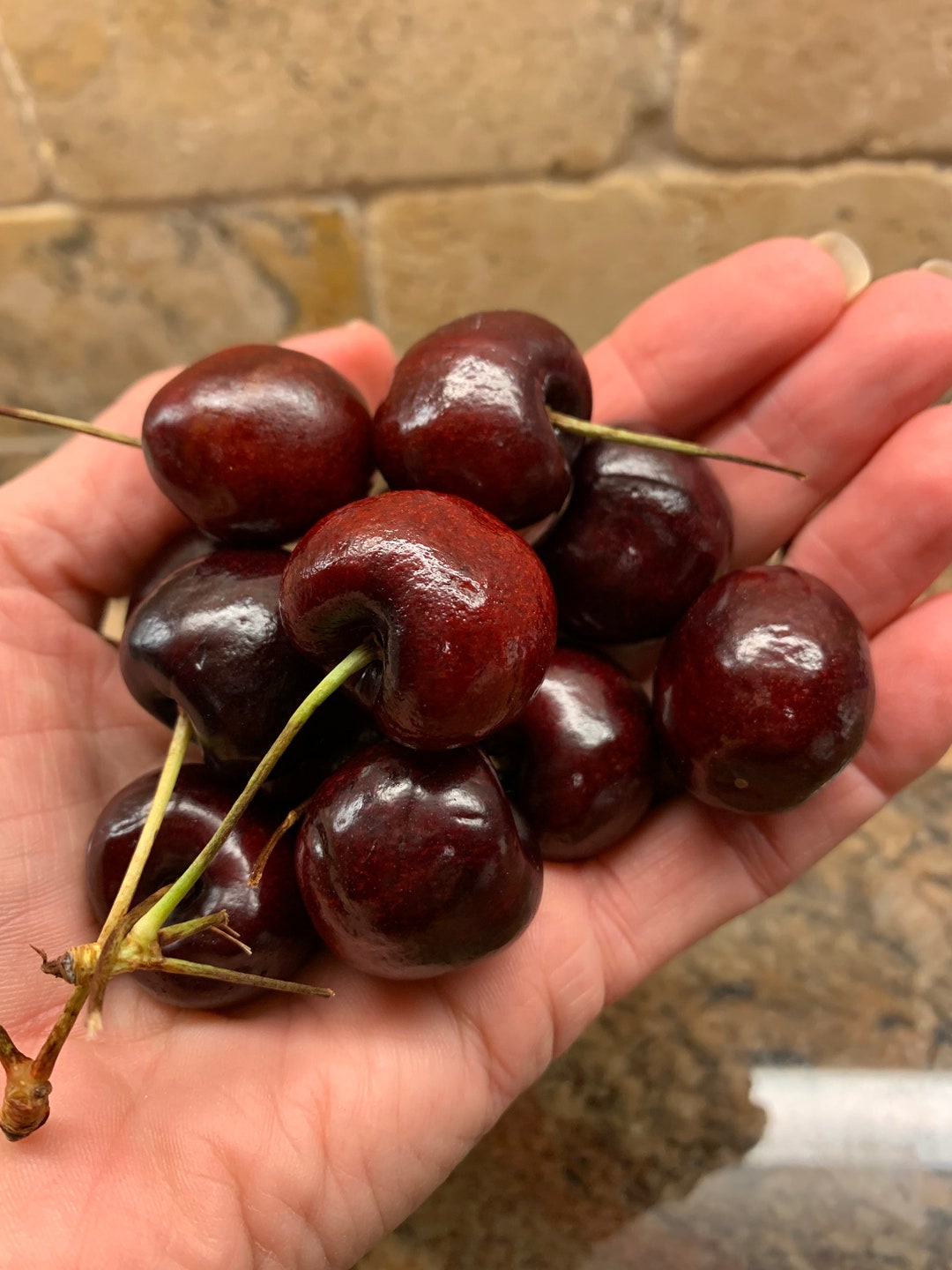 BULK Fruit Tree Cuttings Variety- 15 Pack! Get 3 of Each- Cherry, Peach ...