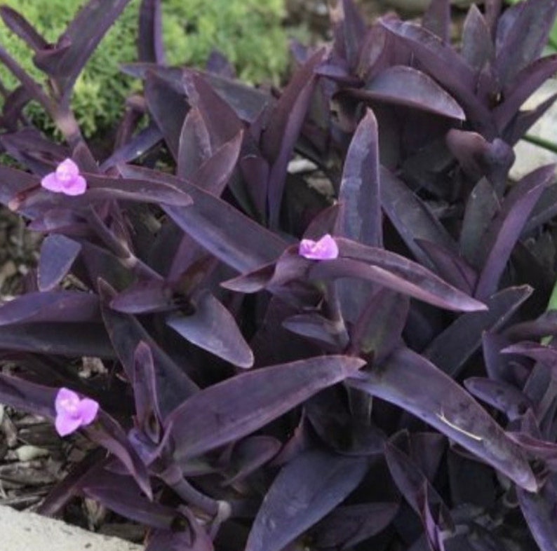 Purple Heart Tradescantia Wandering Jew aka Wandering Dude - Etsy