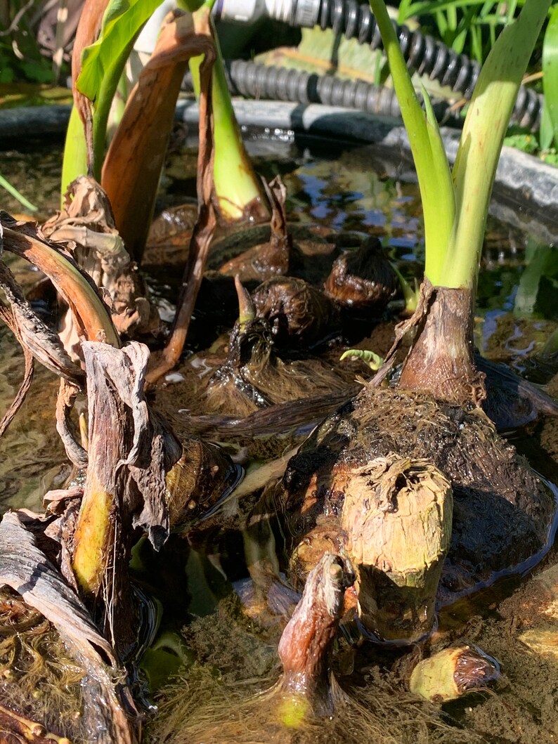 Elephant Ear Bulbs 3-pack Sprouted Pond Plants Water Garden - Etsy