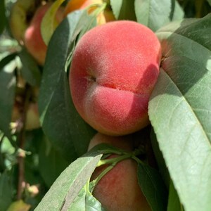 Dwarf Donut Peach Tree 5 Cuttings/scions for Rooting Your Own Donut ...