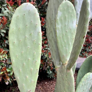 Nopales Prickly Pear Cactus (2 Large Pads) - Etsy