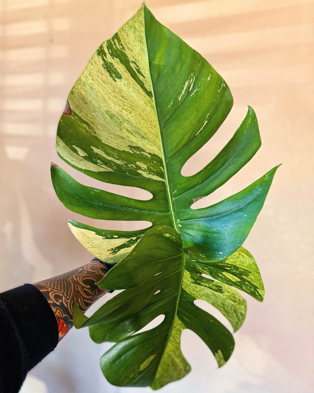 Monstera Jungle Mint NOID - Etsy