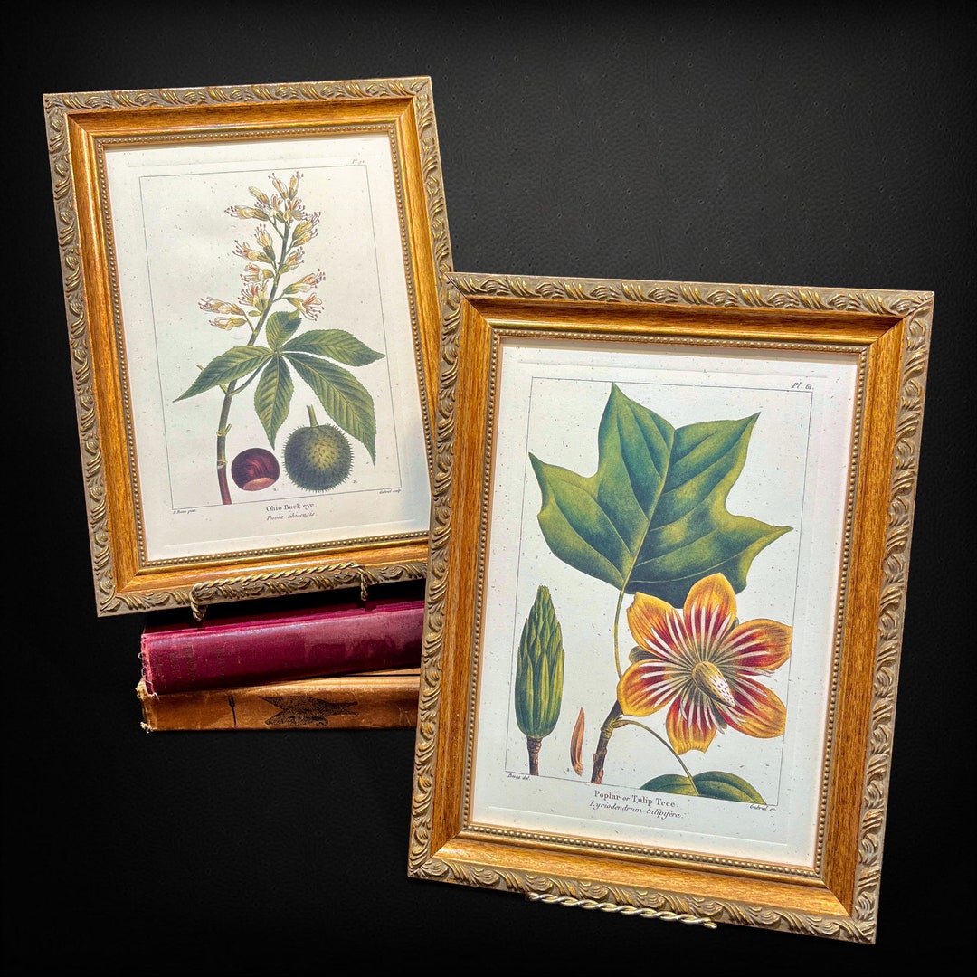 Vintage Pair of Framed Botanical Illustrations in Gold Frames | Poplar ...