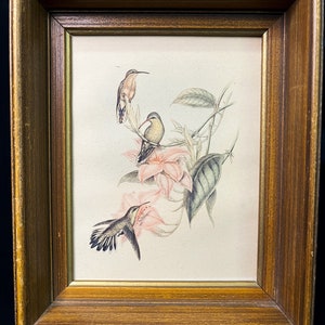 Vintage Framed Hummingbird Illustrations Set of 2 John Gould Art Print ...