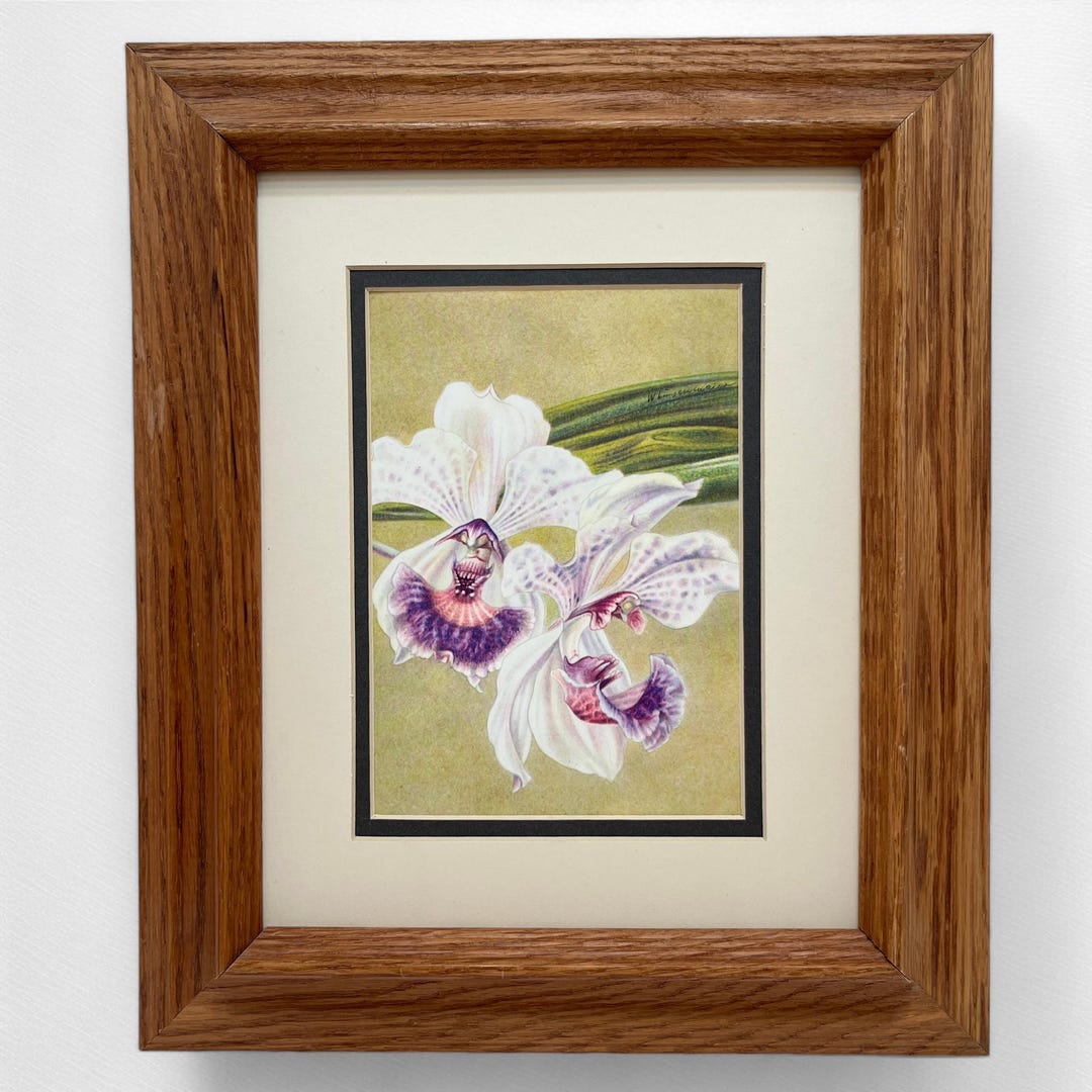 Vintage Framed Orchid Botanical Illustration in Wood Frame | Purple ...