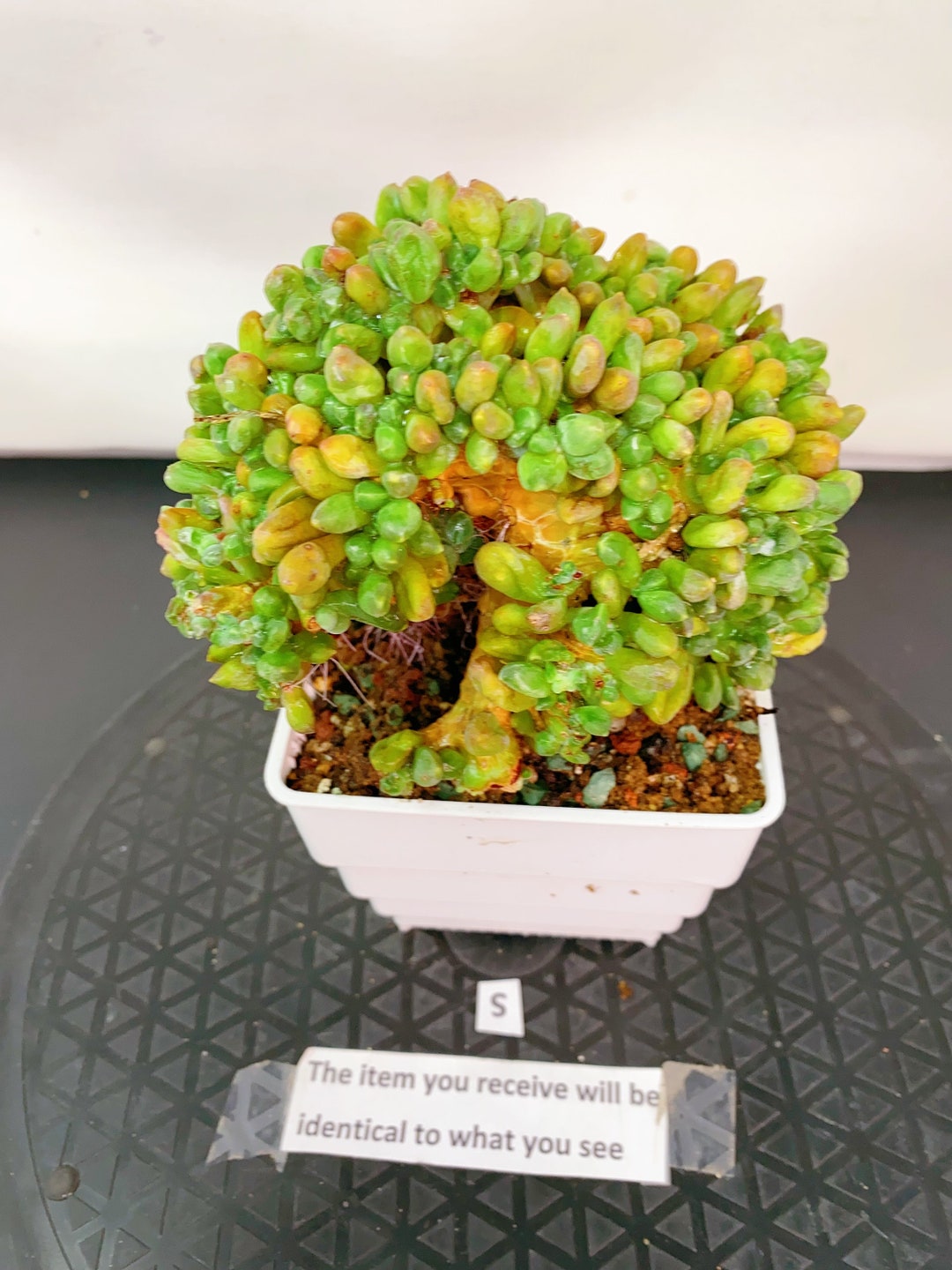 Pachyphytum Compactum Rare Korean Succulent High Quality Easy to Care ...