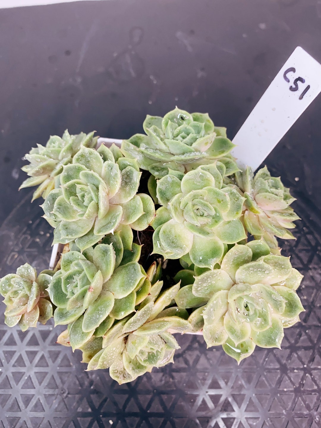 Rare Korean Succulent Echeveria High Quality Easy to Care succulent ...