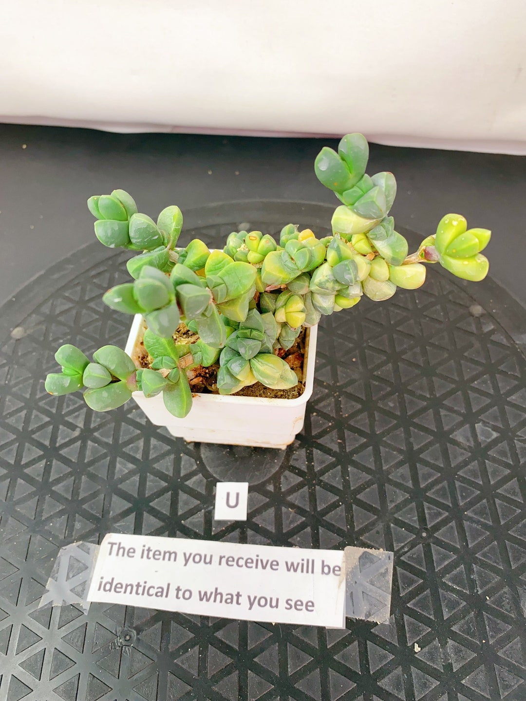 Echeveria Astridia Velutina Rare Korean Succulent High Quality Easy to ...