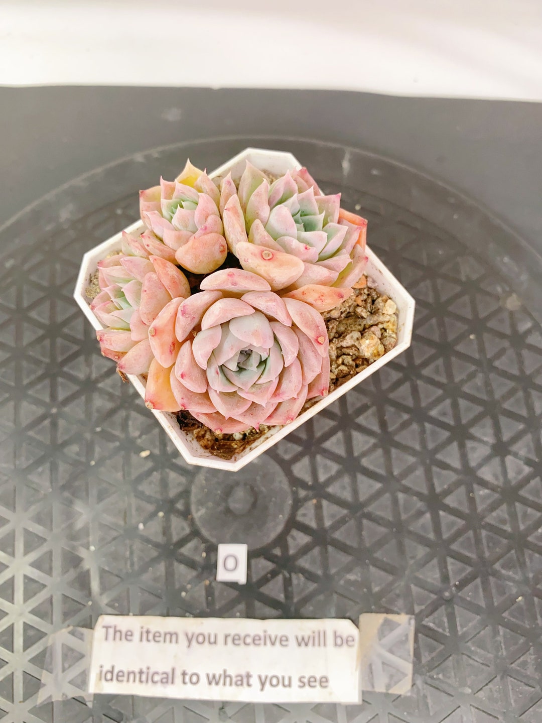 Rare Korean Succulent Echeveria 'suryeon' High Quality Easy to Care ...