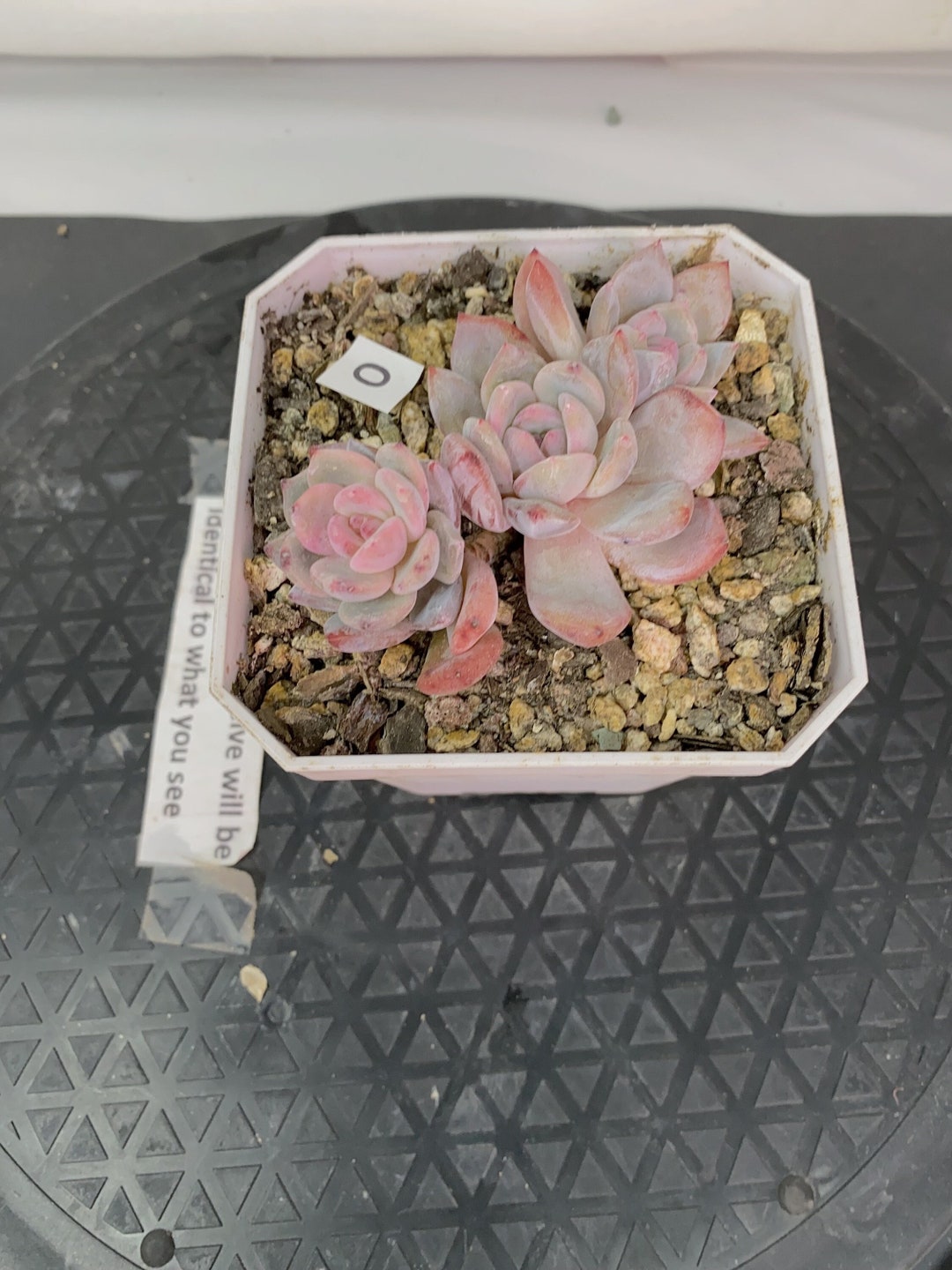 Graptoveria Debbie Korean Rare Succulent Quality Easy to Care Great for ...