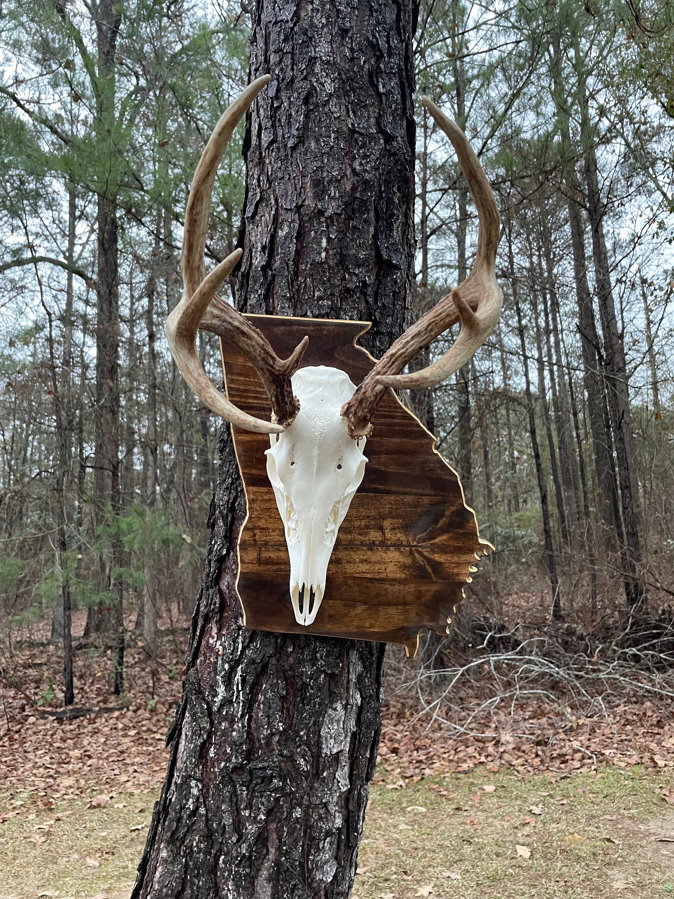 Skull Mount Plaque state Plaque - Etsy