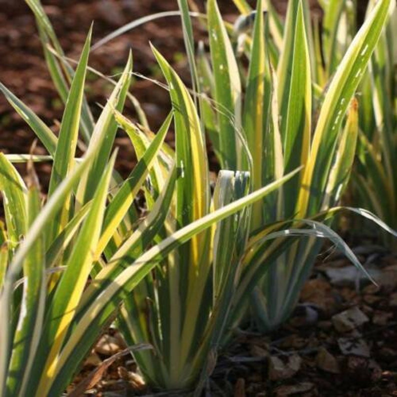 Iris pseudacorus variegata plante bassin vivace feuillage blanc / vert ...