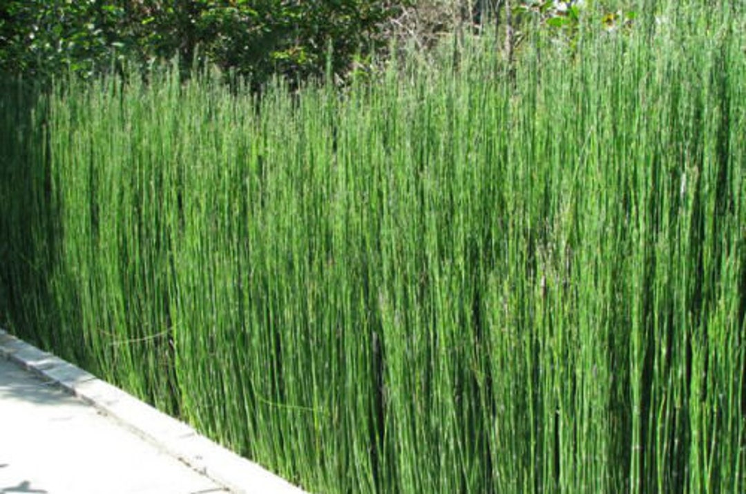 GRANDE prêle du Japon géante 60cm Equisetum hyemale plante bassin ...