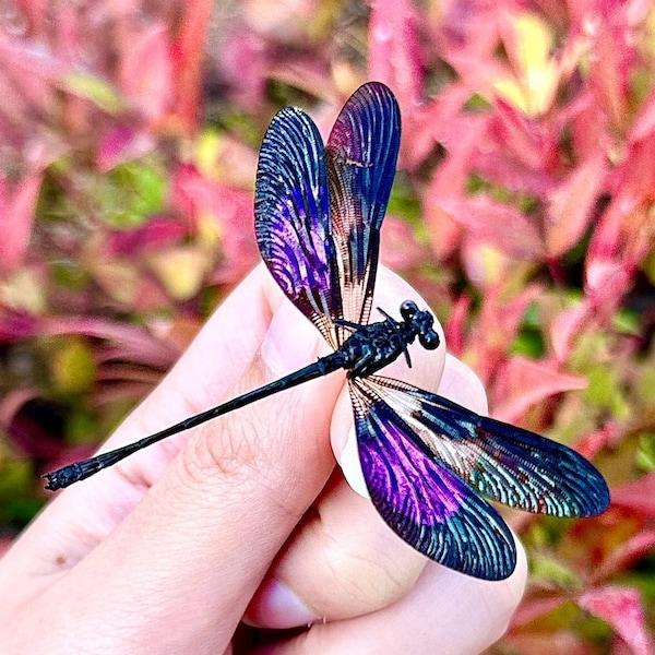 Dragonflies - Etsy