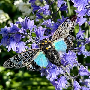 Real Blue Cicada Tosena Splendida Spread and Ready to Mount A1 Quality ...