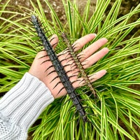 The GIANT Centipede (scolopendra Subspinipes) | Framed & Mounted ...