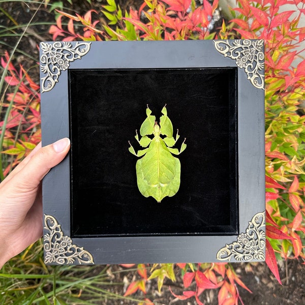 Framed Insects - Etsy