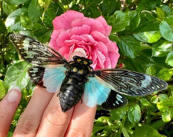 Tosena Splendida Spread, Blue Cicada , Real Cicada, Entomology, Real ...