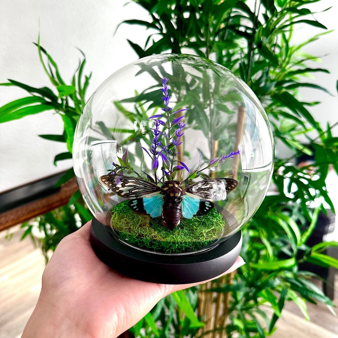 Real Preserved Blue Cicada in Glass Dome Tosena Splendida - Etsy