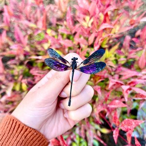 Euphaea Variegata, Teal and Violet Glittering Damselfly, Real Dragonfly ...
