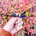 Euphaea Variegata, Teal and Violet Glittering Damselfly, Real Dragonfly ...