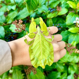 Real Leaf Insect Phyllium Pulchrifolium A1 Quality SPREAD Walking Leaf ...