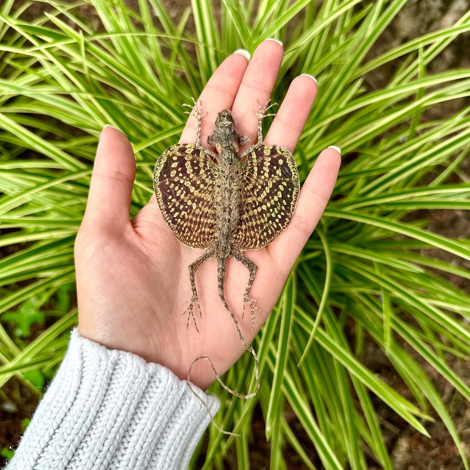 Real Indonesian Flying Lizard (draco Haematopogon) A1 Grade - Etsy